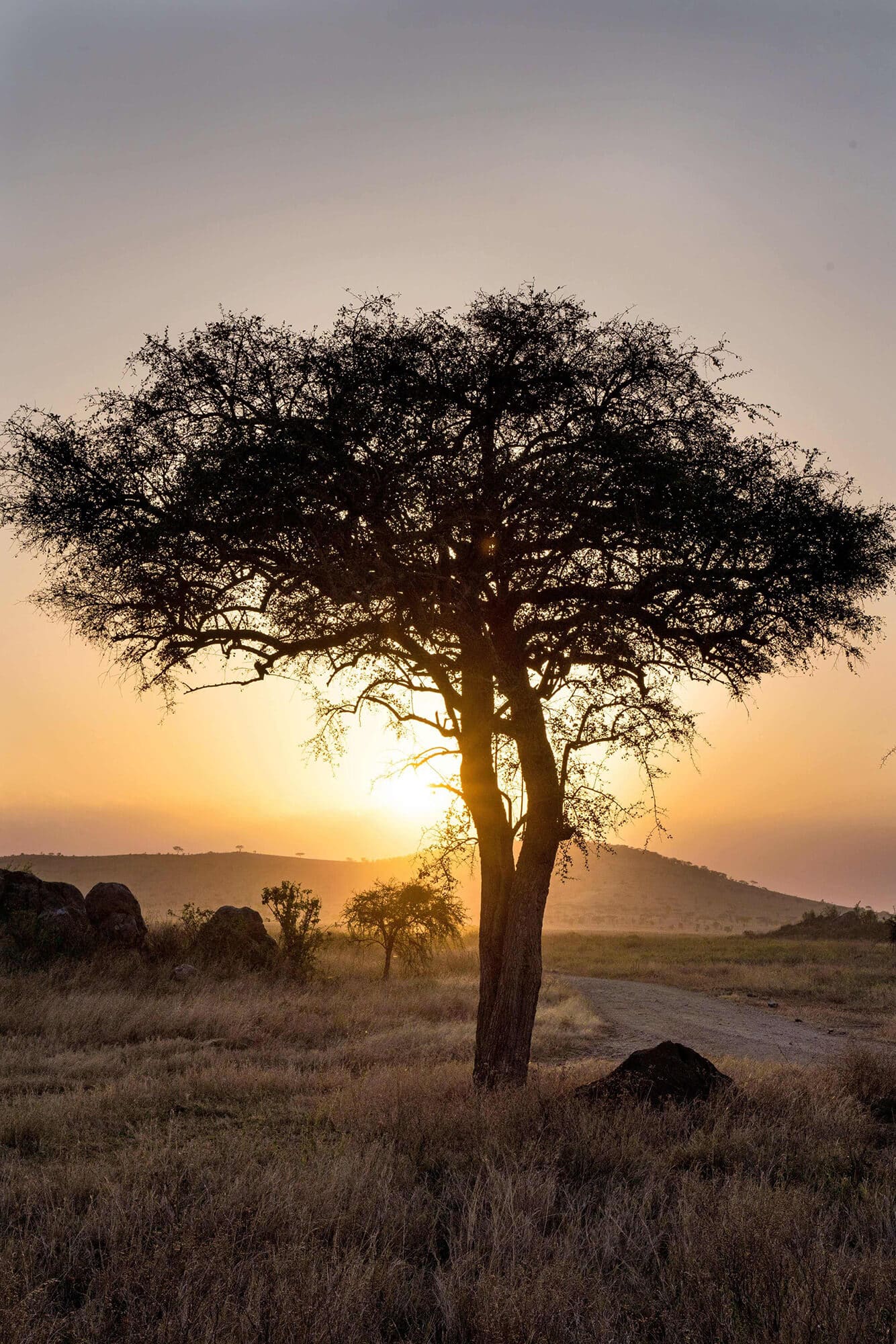 Safari Camps & Lodges In Tanzania & Uganda | Lemala